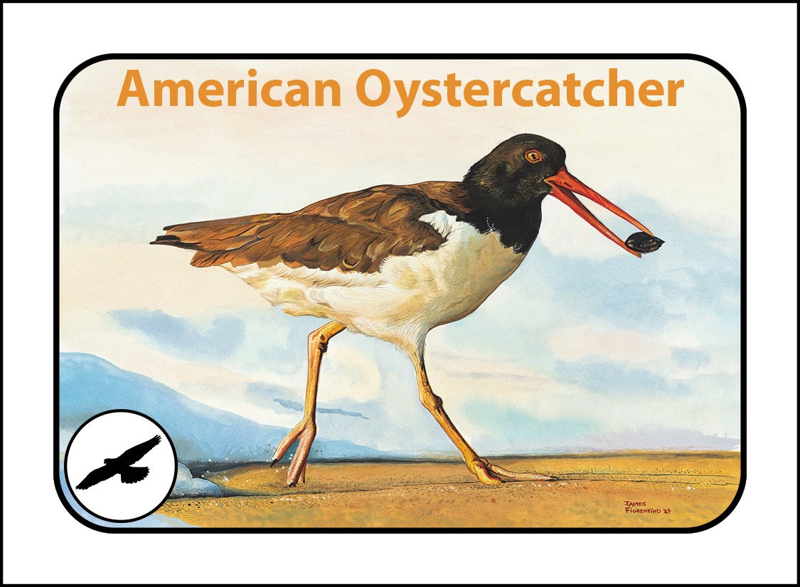 Wildlife Trading Cards / Rare Wildlife Revealed Collection | Conserve ...